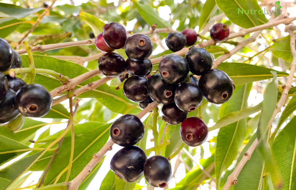 Health Benefits Of Jamun: Why Are People Abruptly Adding Jamun Extract ...